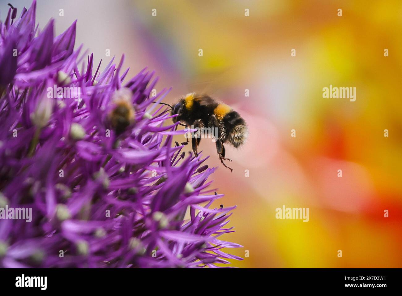 London, UK. 19th May, 2024. Bumble bees, honey bees and other bee ...