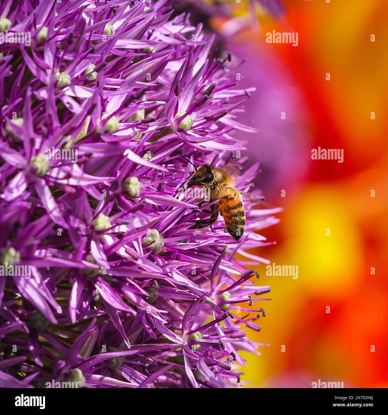 London, UK. 19th May, 2024. Bumble bees, honey bees and other bee ...
