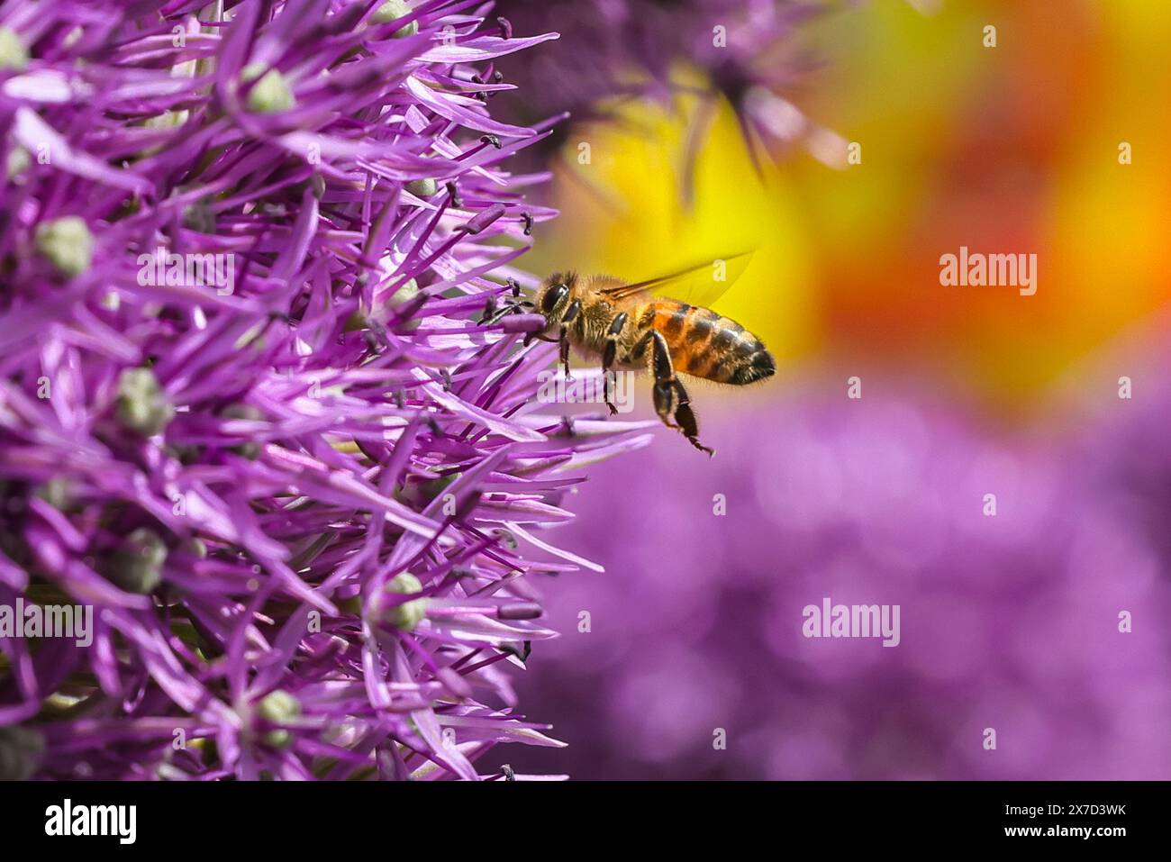 London, UK. 19th May, 2024. Bumble bees, honey bees and other bee ...