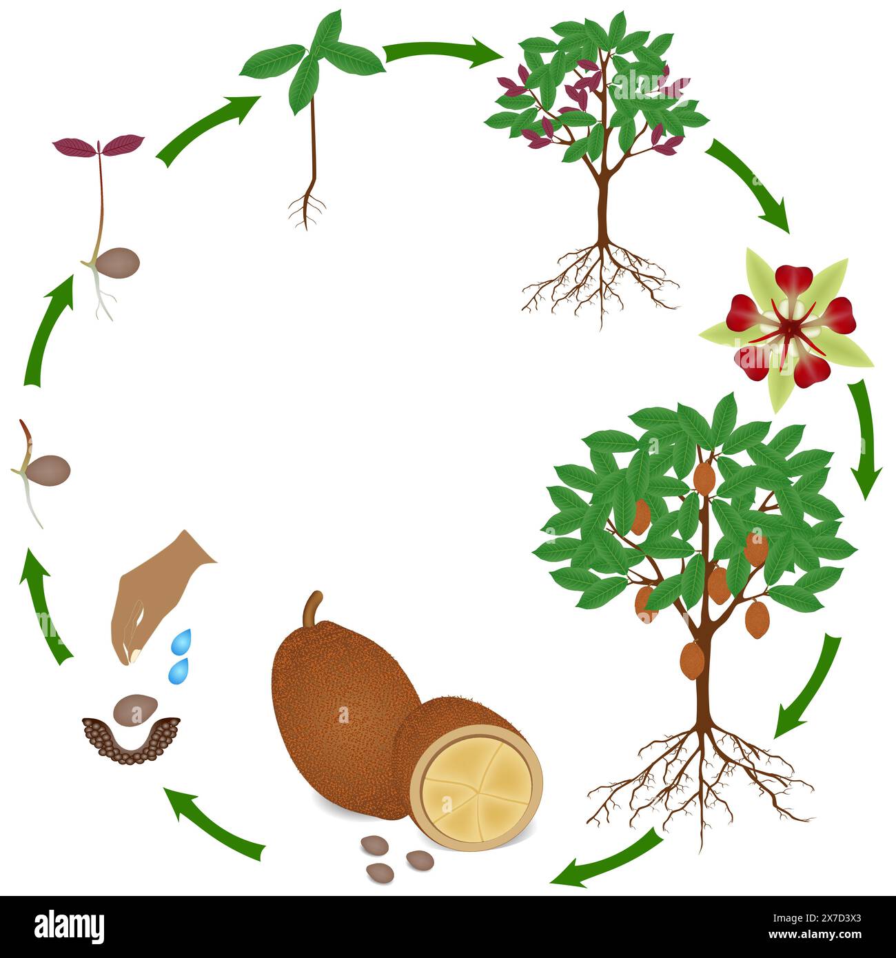 Life cycle of cupuacu cacao plant on a white background Stock Vector ...