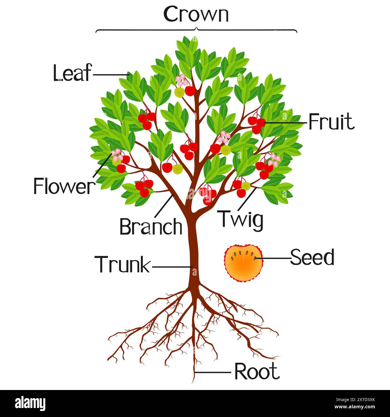 Strawberry plant roots Stock Vector Images - Alamy