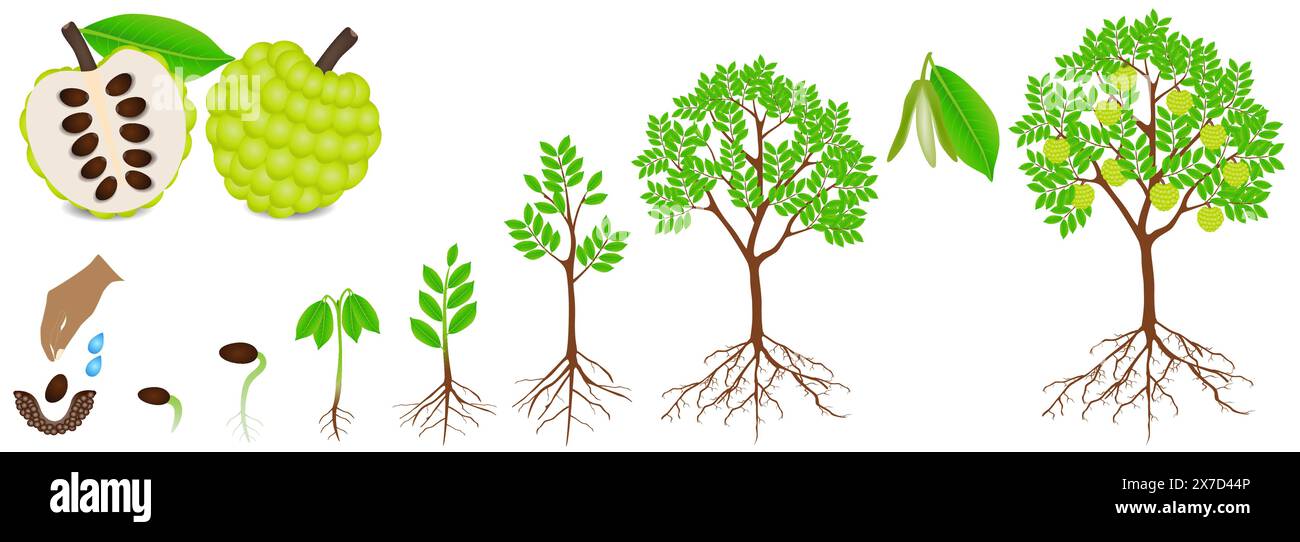 Cycle of growth of sugar apple plant on a white background Stock Vector ...