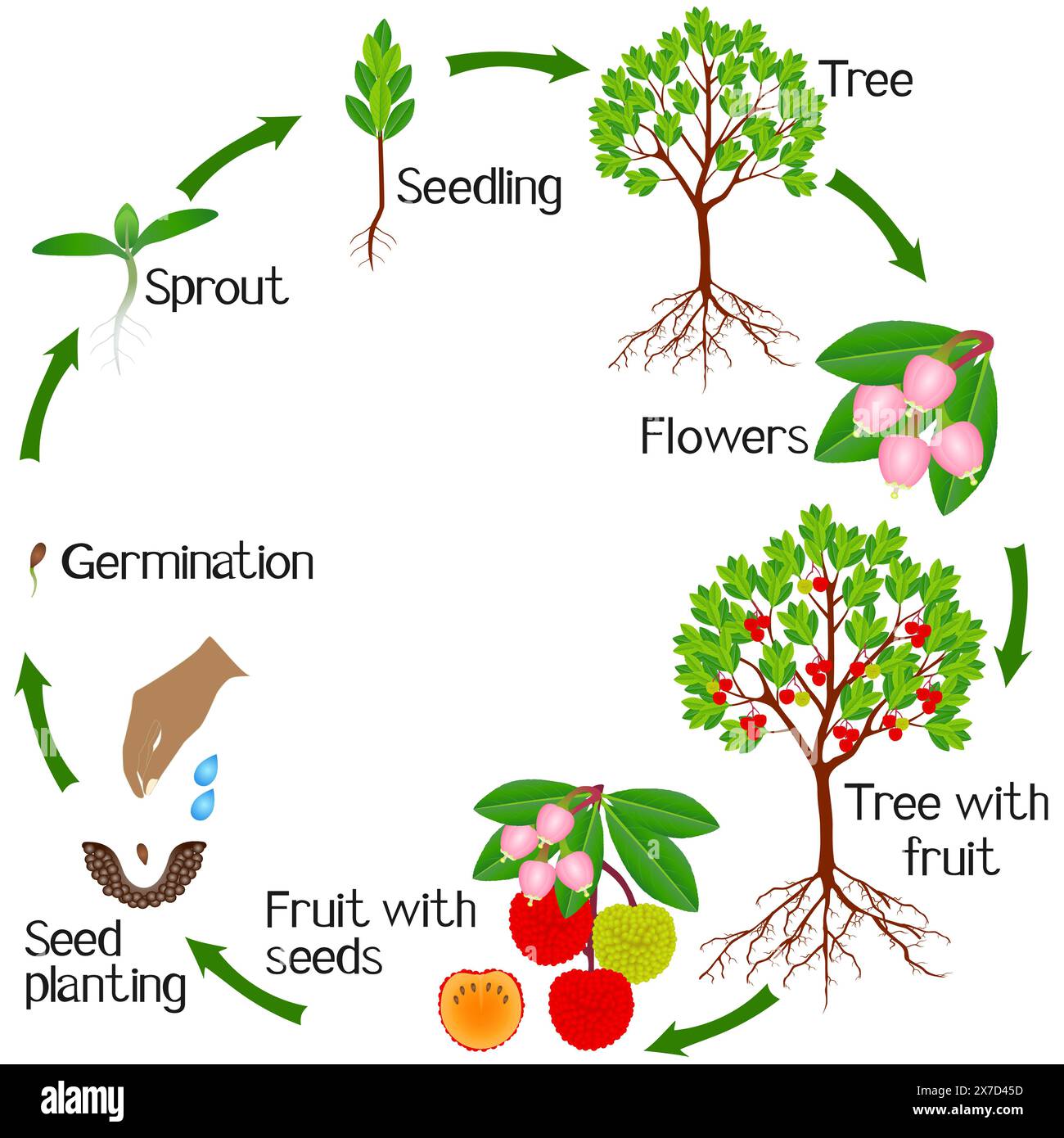A growth cycle of a strawberry arbutus plant on a white background ...
