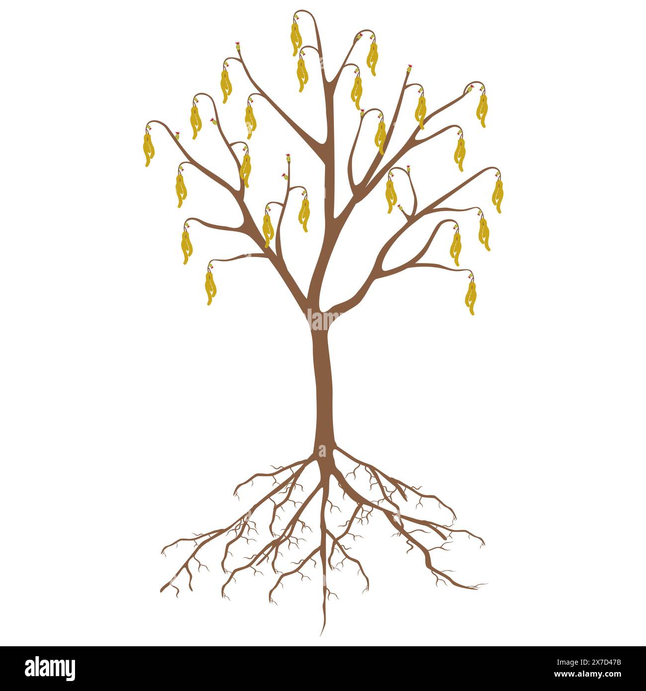 Hazelnut tree with flowers and roots on a white background Stock Vector ...
