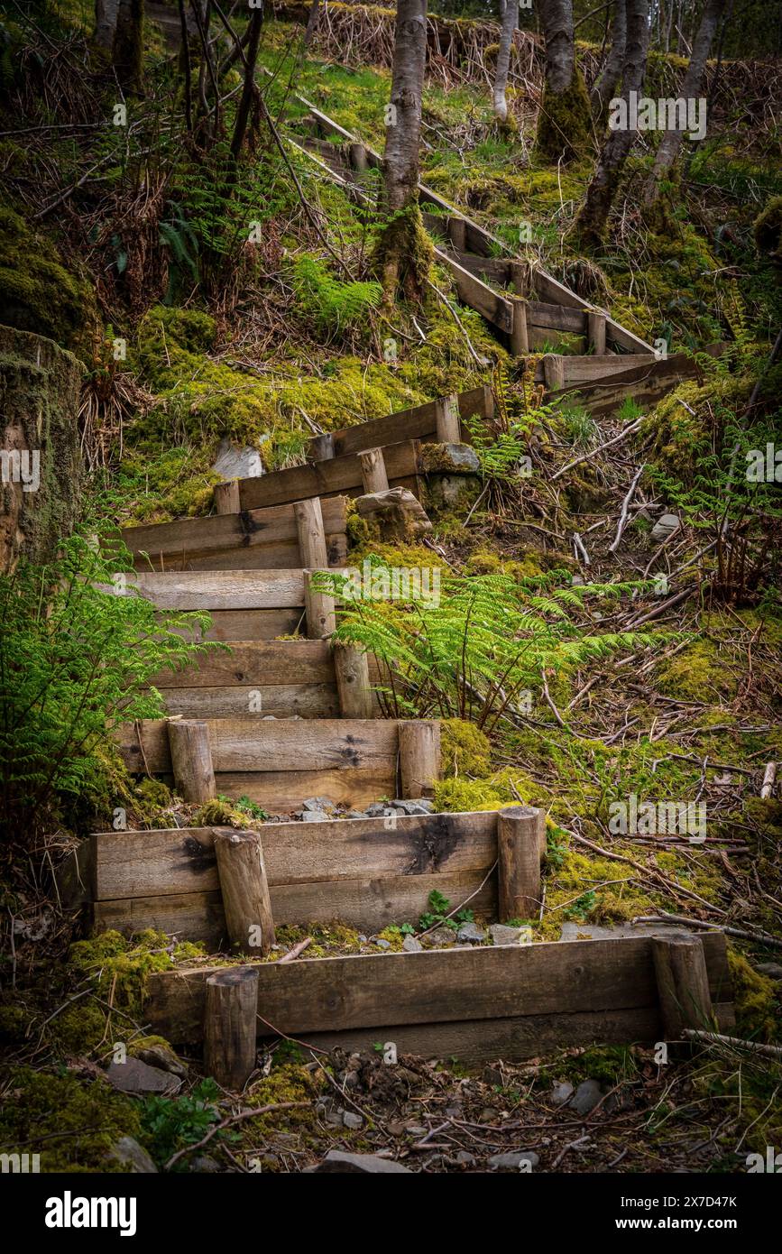 Forest steps lead up a slope on a winding woodland path Stock Photo - Alamy