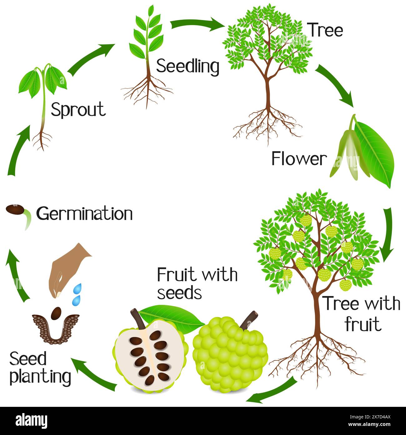 A growth cycle of a sugar apple plant on a white background Stock ...