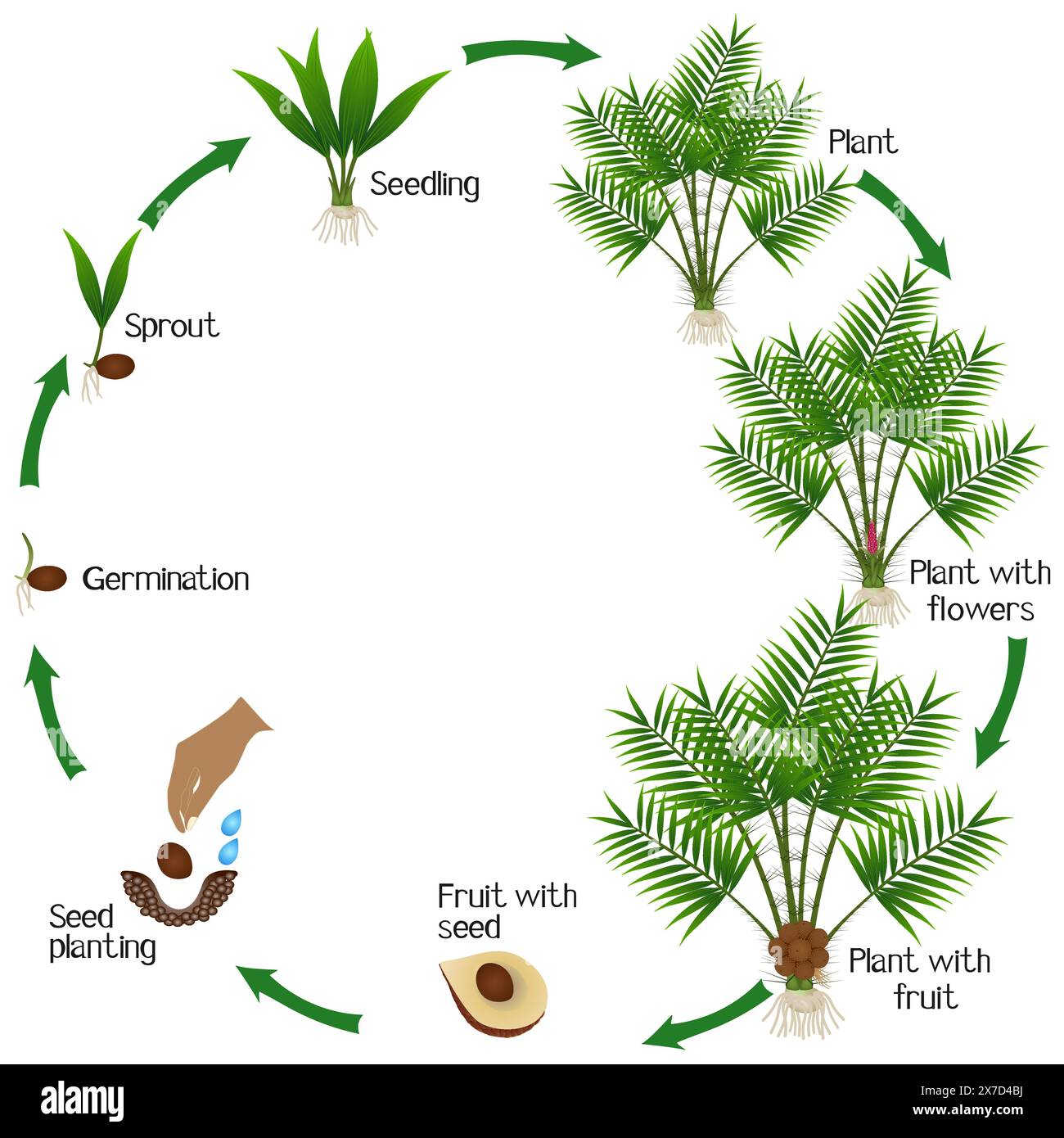 A growth cycle of Salak or Snake Fruit (Salacca zalacca) plant on a ...