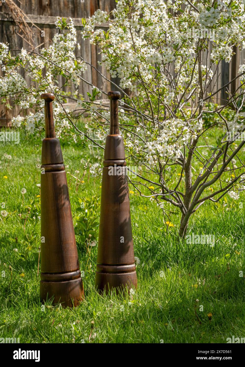 wooden Persian meels with a dwarf cherry tree in blossom in a backyard ...