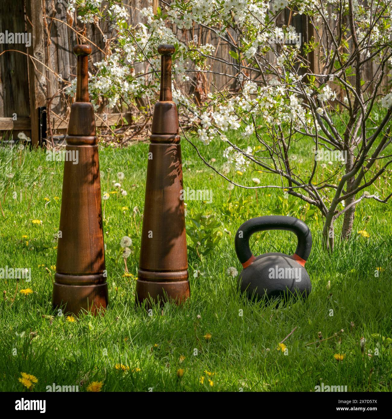 wooden Persian meels and a heavy kettlebell, dwarf cherry tree in ...