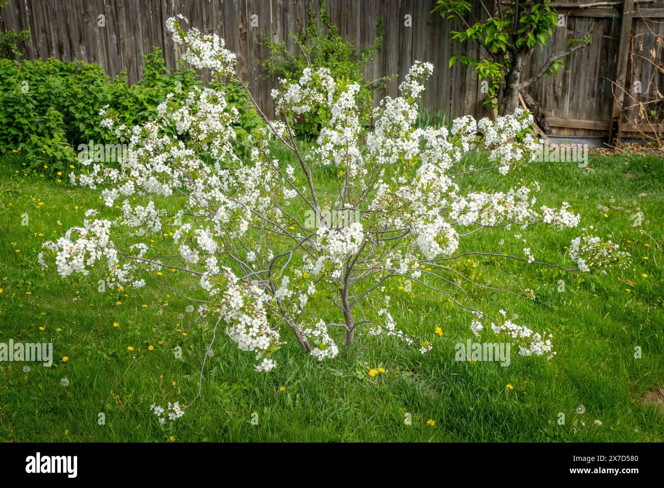 dwarf cherry tree in blossom in a backyard lawn with dandelions Stock ...