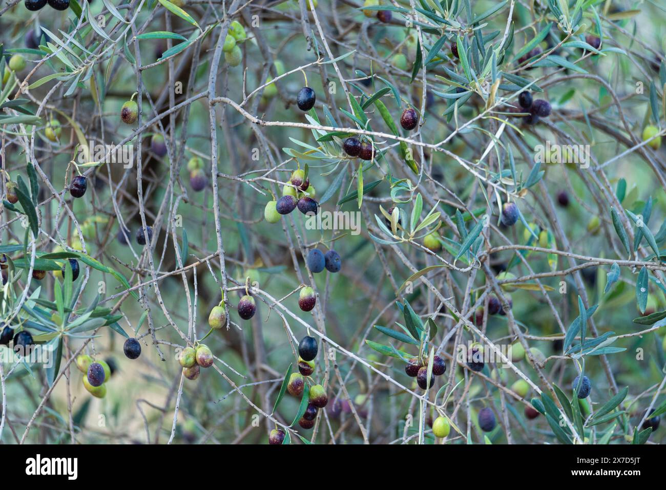 Revel in the abundance of a bountiful olive harvest as a cluster of ...