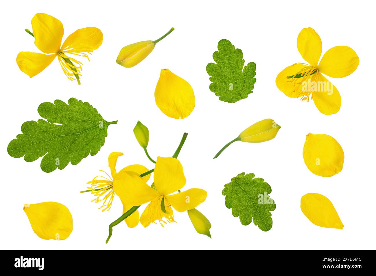 Celandine flower isolated on white background. Top view. Flat lay Stock ...