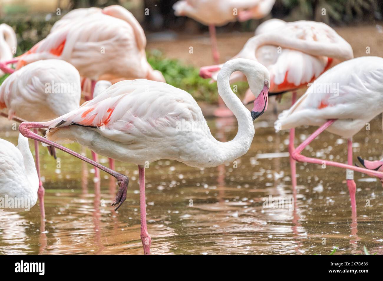 Flamingo parque das aves hi-res stock photography and images - Alamy