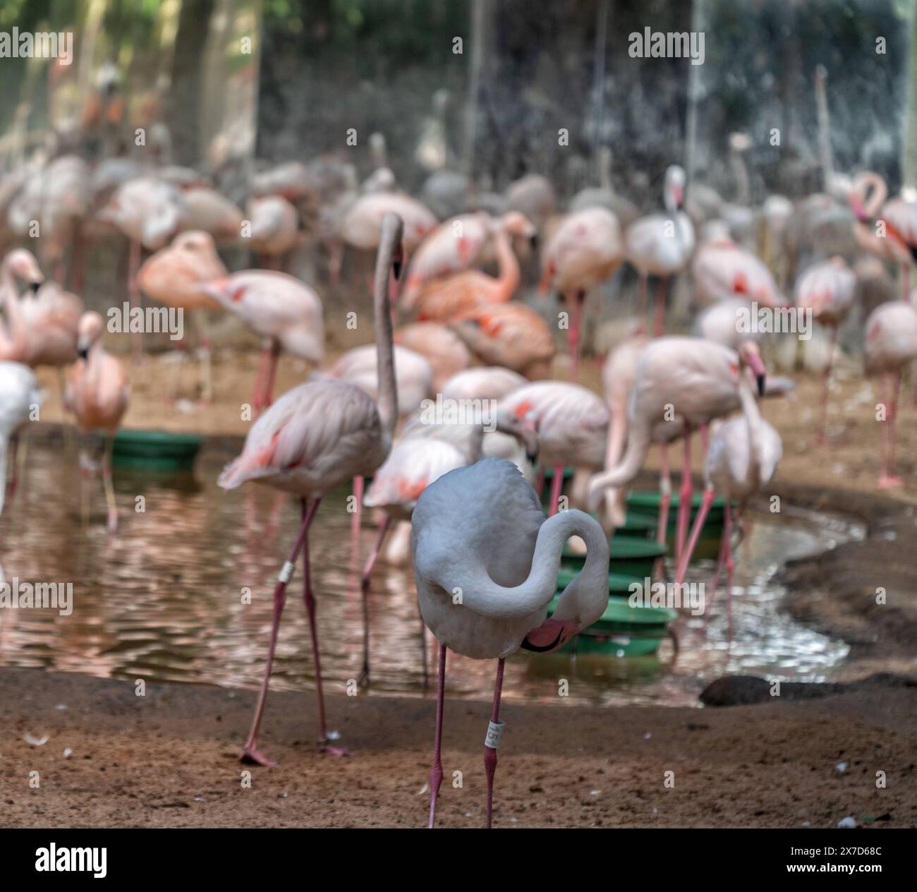 Flamingo group flower hi-res stock photography and images - Alamy