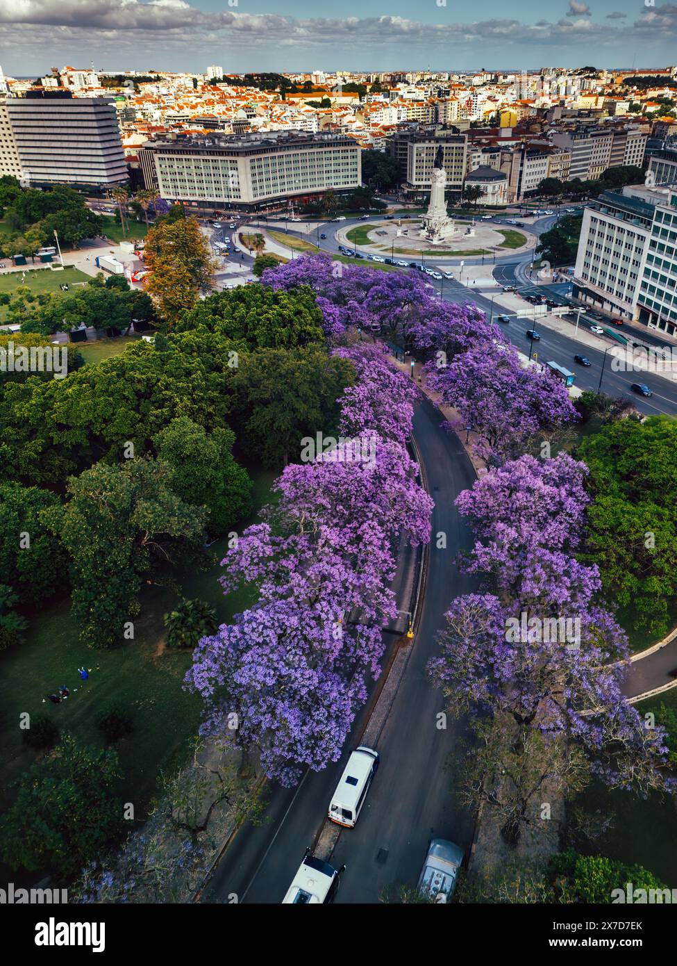 Aerial drone view of Jacaranda purple trees near Marquis of Pombal ...
