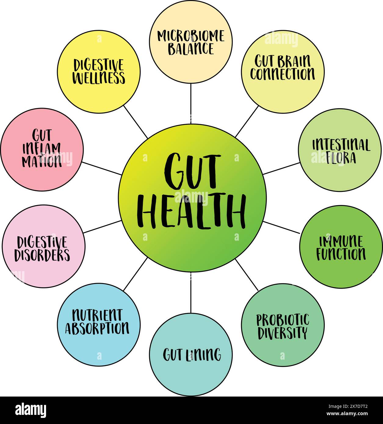 Gut flora infographics hi-res stock photography and images - Alamy