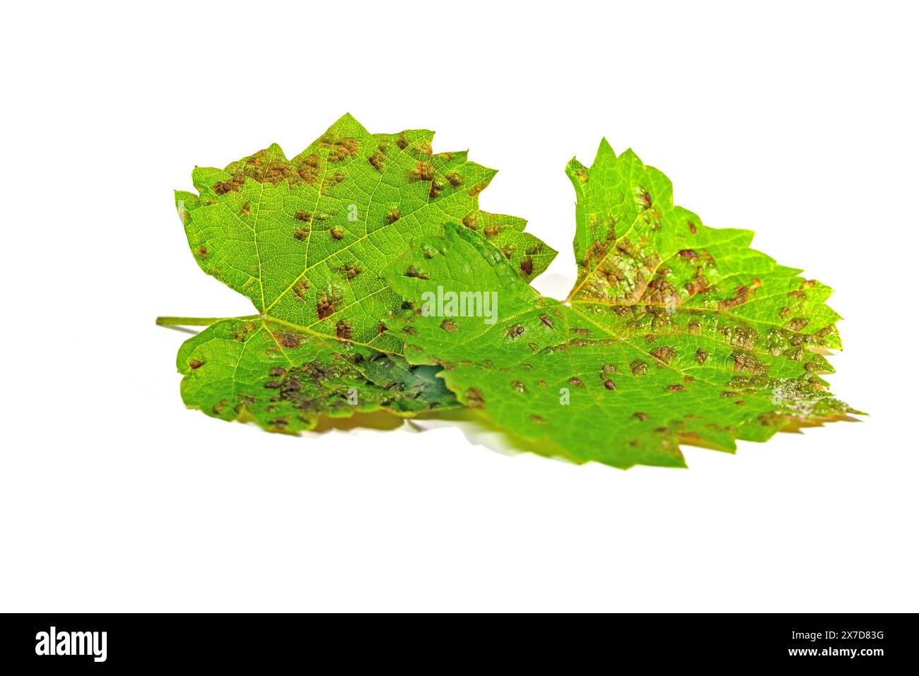 Damage caused by the grapevine pox mite on grape leaves Stock Photo - Alamy