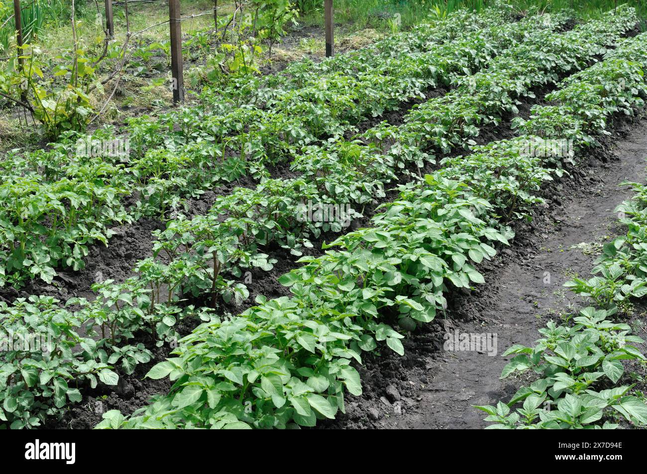 organically cultivated potato plantation in the vegetable garden, summertime Stock Photo - Alamy