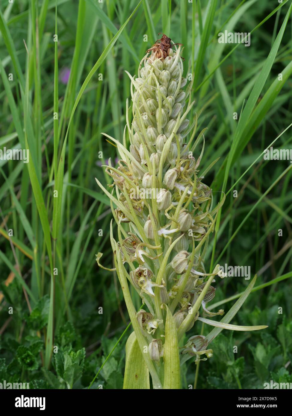 The gigantic blossoms and inflorescences of the lizard orchid ...