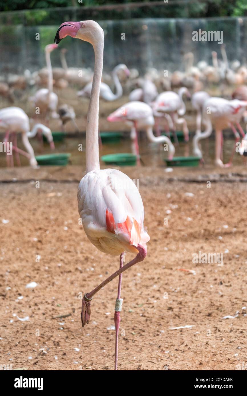 Flamingo parque das aves hi-res stock photography and images - Alamy