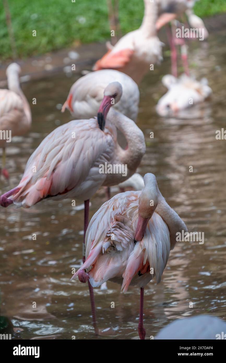 Flamingo birds in tropic forest in Brazil Stock Photo - Alamy