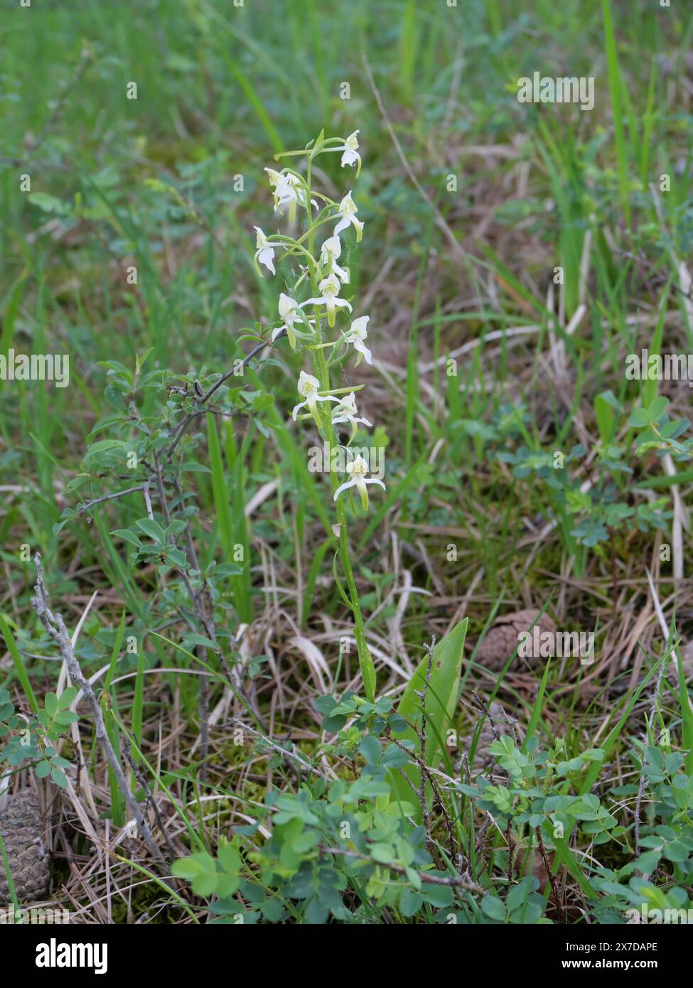 Greater butterfly-orchid, Platanthera chlorantha, on a dry grassland in ...