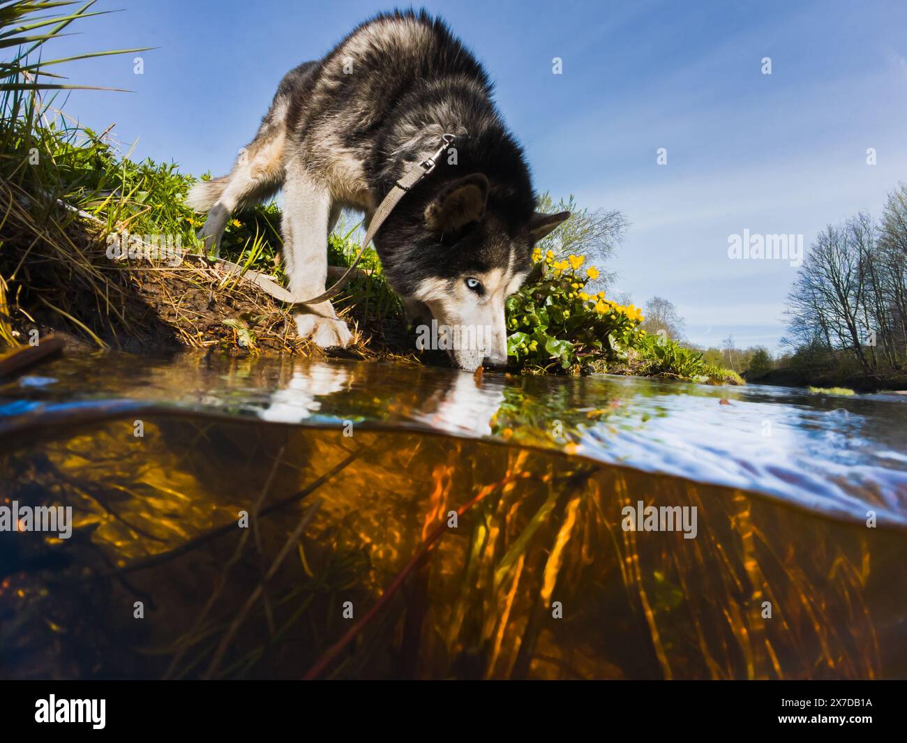 A Siberian husky with blue eyes drinks water from a river in spring ...