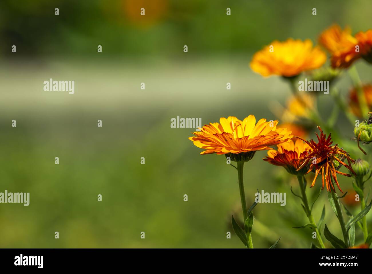 Calendula plant hi-res stock photography and images - Alamy