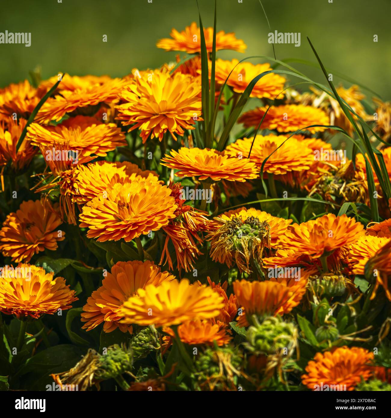 The calendula plant is also used in moisturizing creams (pre and post ...
