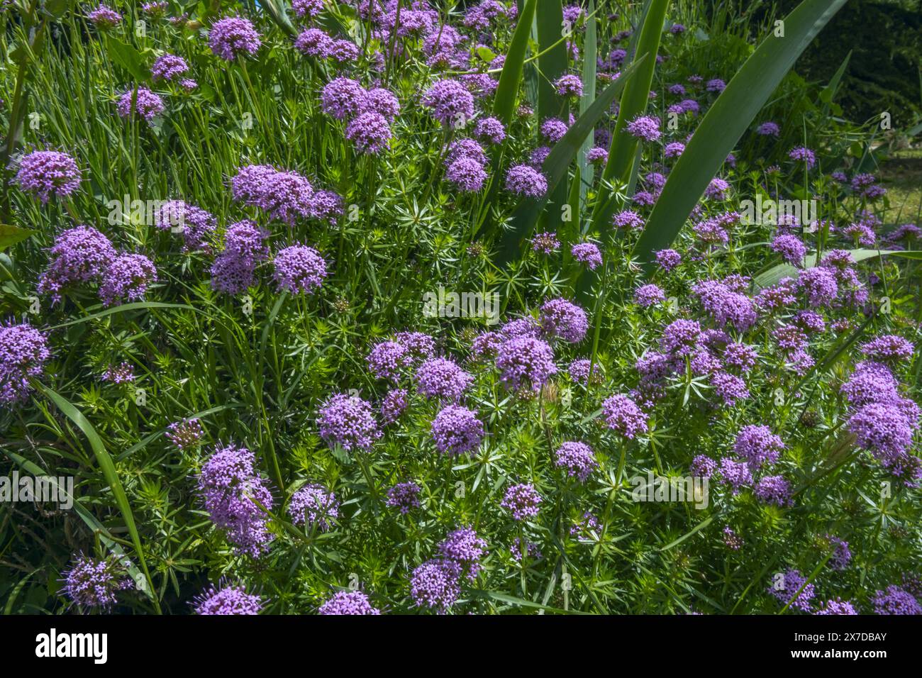 Phuopsis It is an aromatic herb. The inflorescences are hemispherical ...