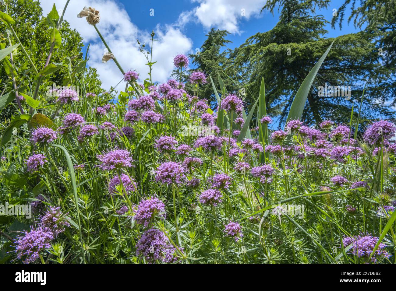 Phuopsis is a monotypic genus of flowering plants belonging to the ...