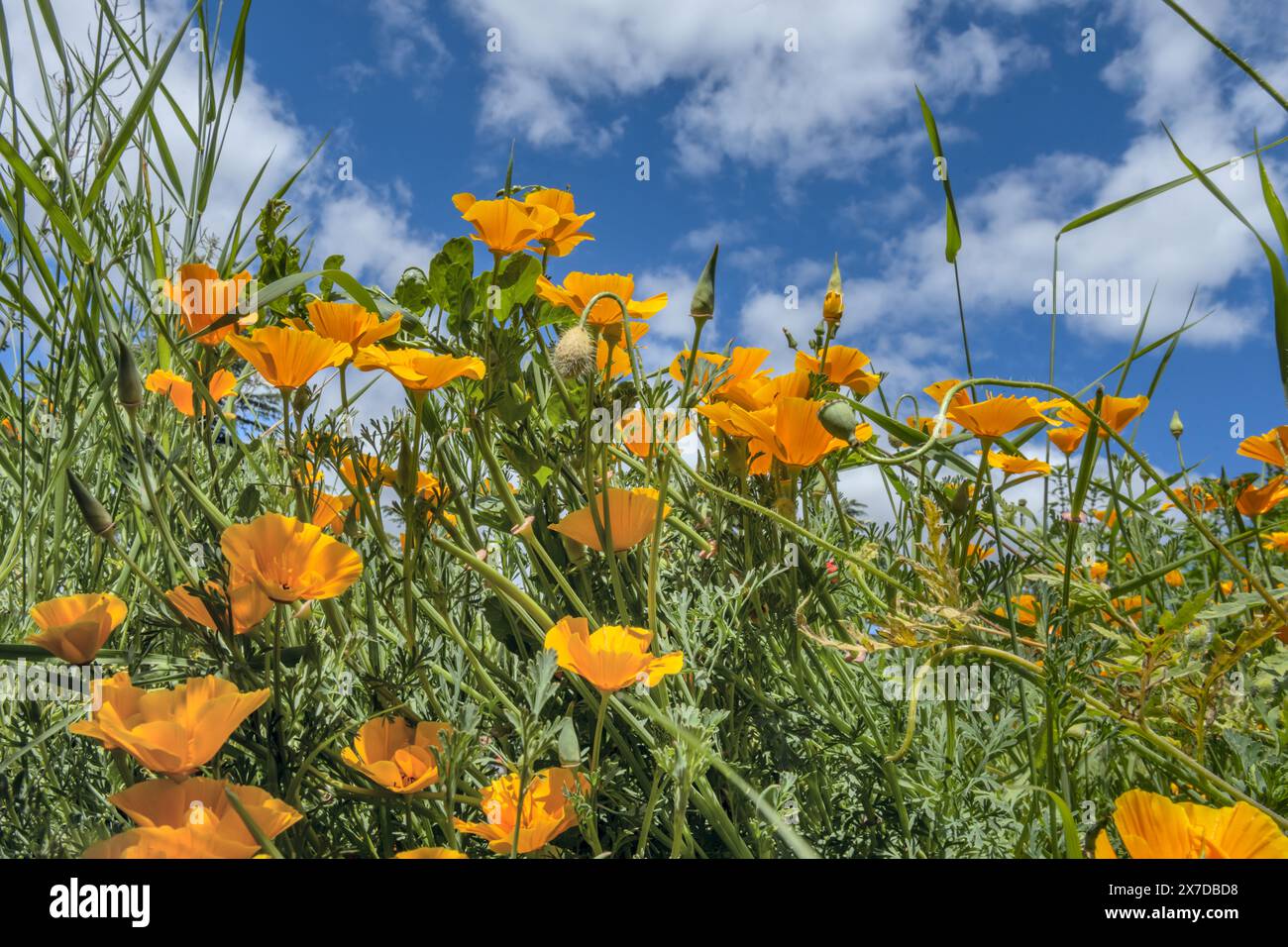 Orange California Poppy Flower with Blue Sky Background Stock Photo - Alamy