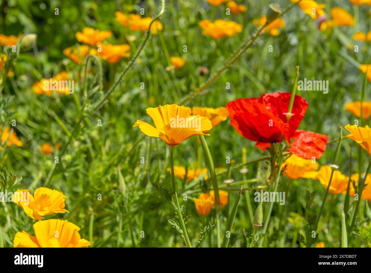 Escherbeczia californica, the California poppy, introduced and invasive ...