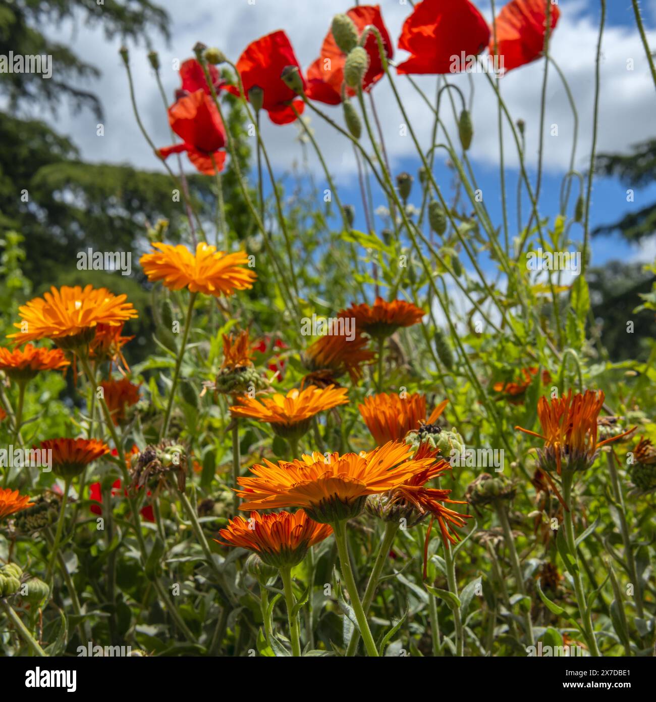 Calendula, the extract of the calendula flower, facilitates wound ...