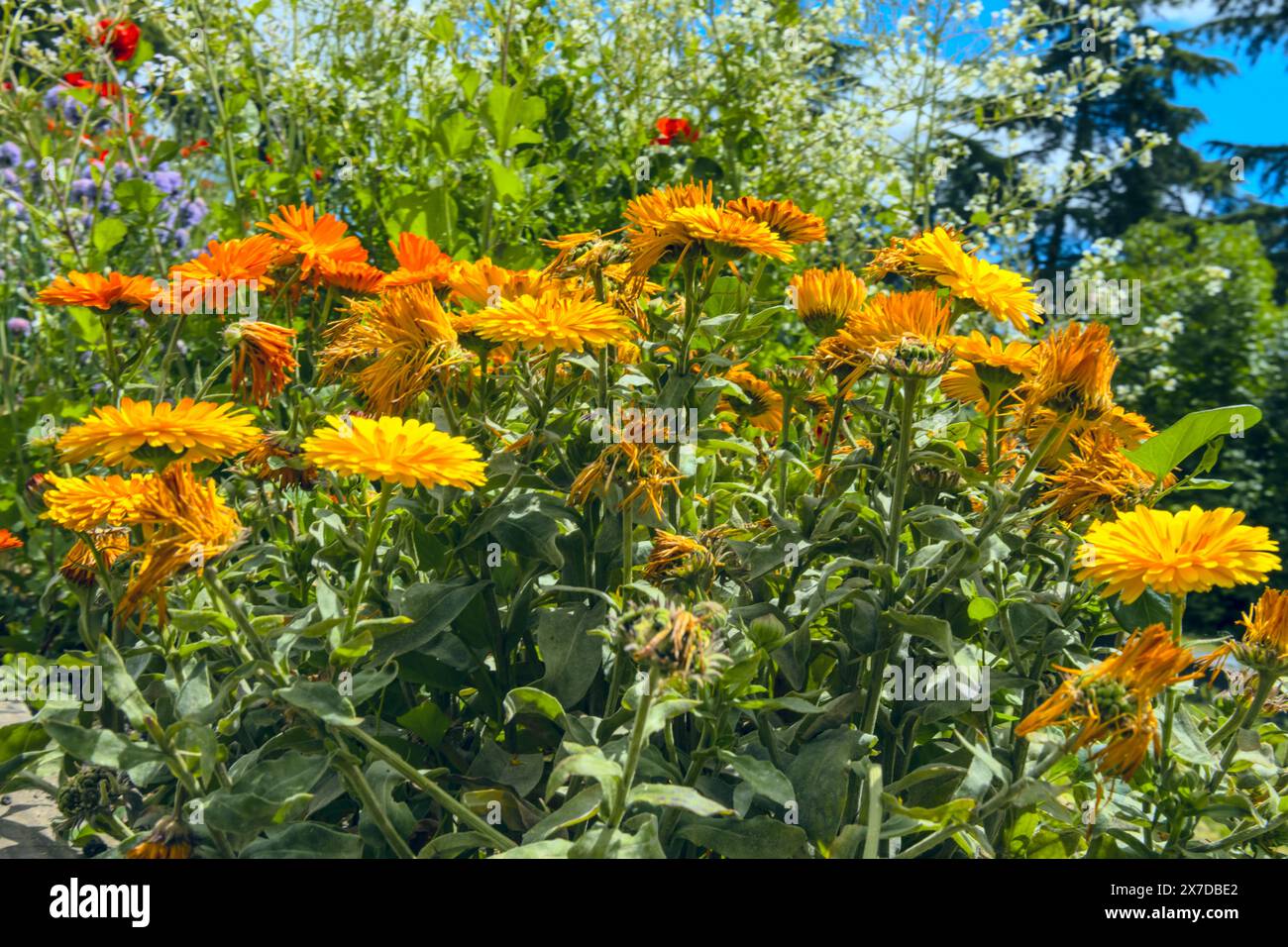 Calendula is a good anti-inflammatory in edema thanks to prostaglandin ...
