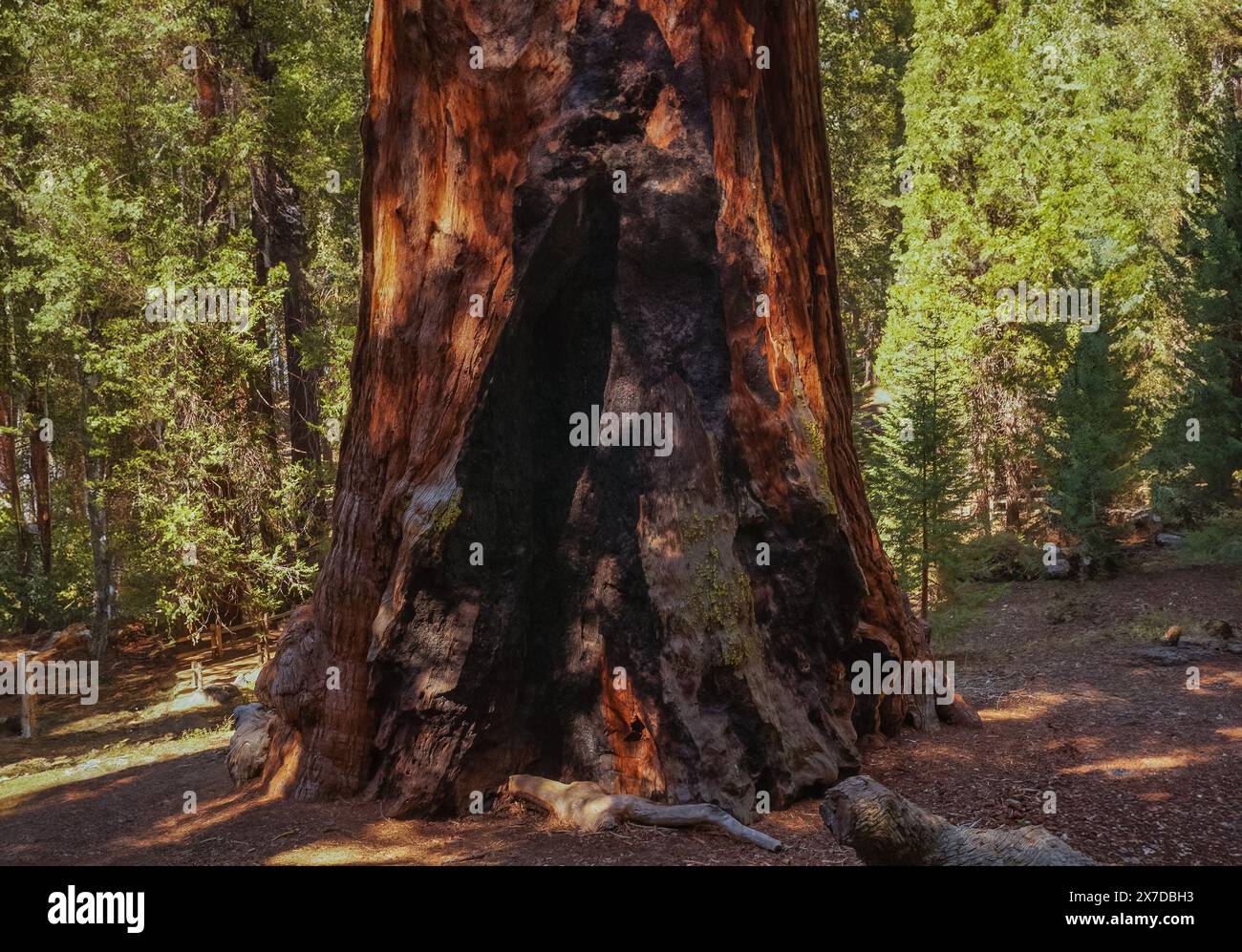 Giant tree in the The Kings canyon and Sequoia national Park,Ca,USA ...