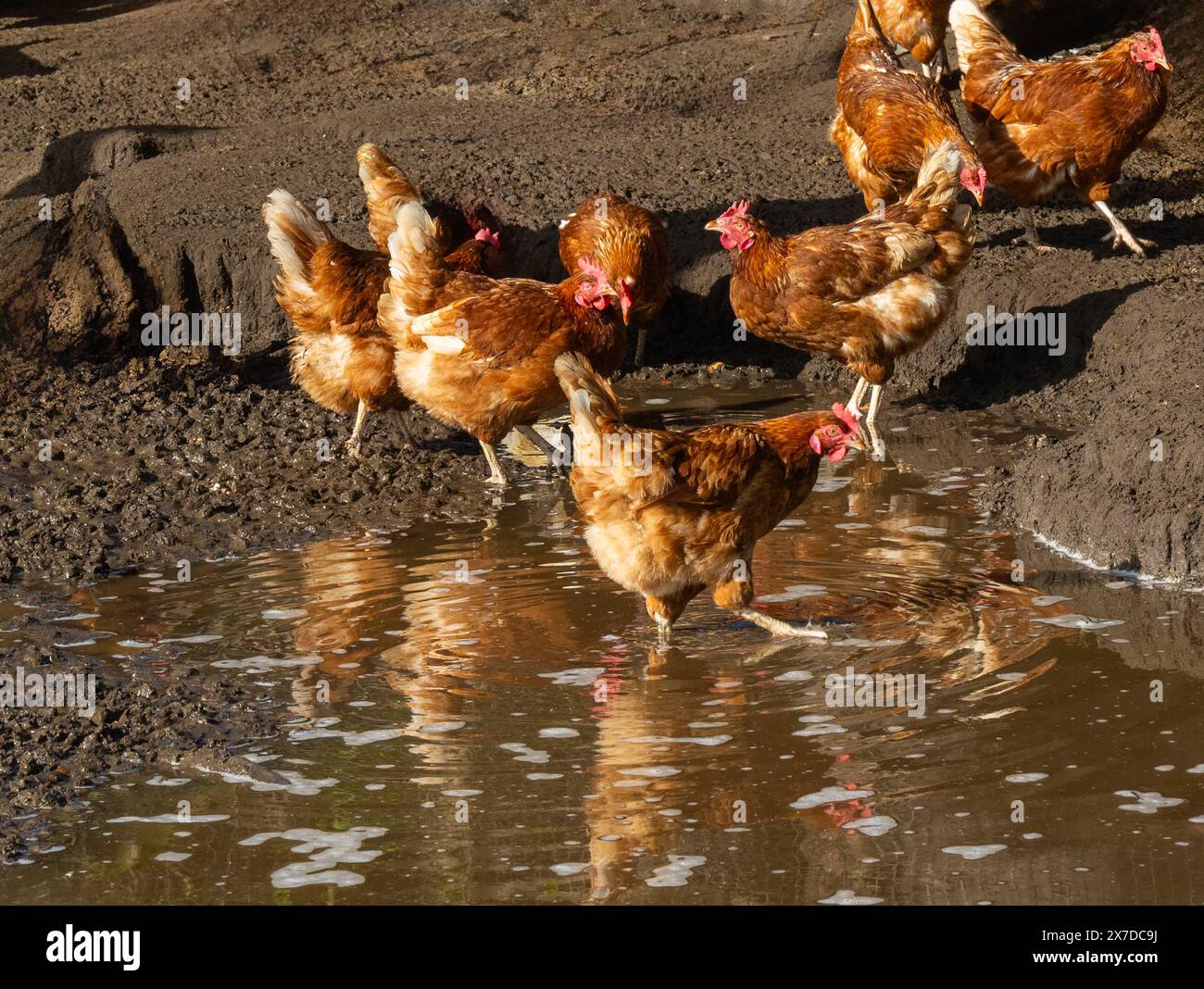 Free range organic chickens poultry in a country farm Rietberg, North ...