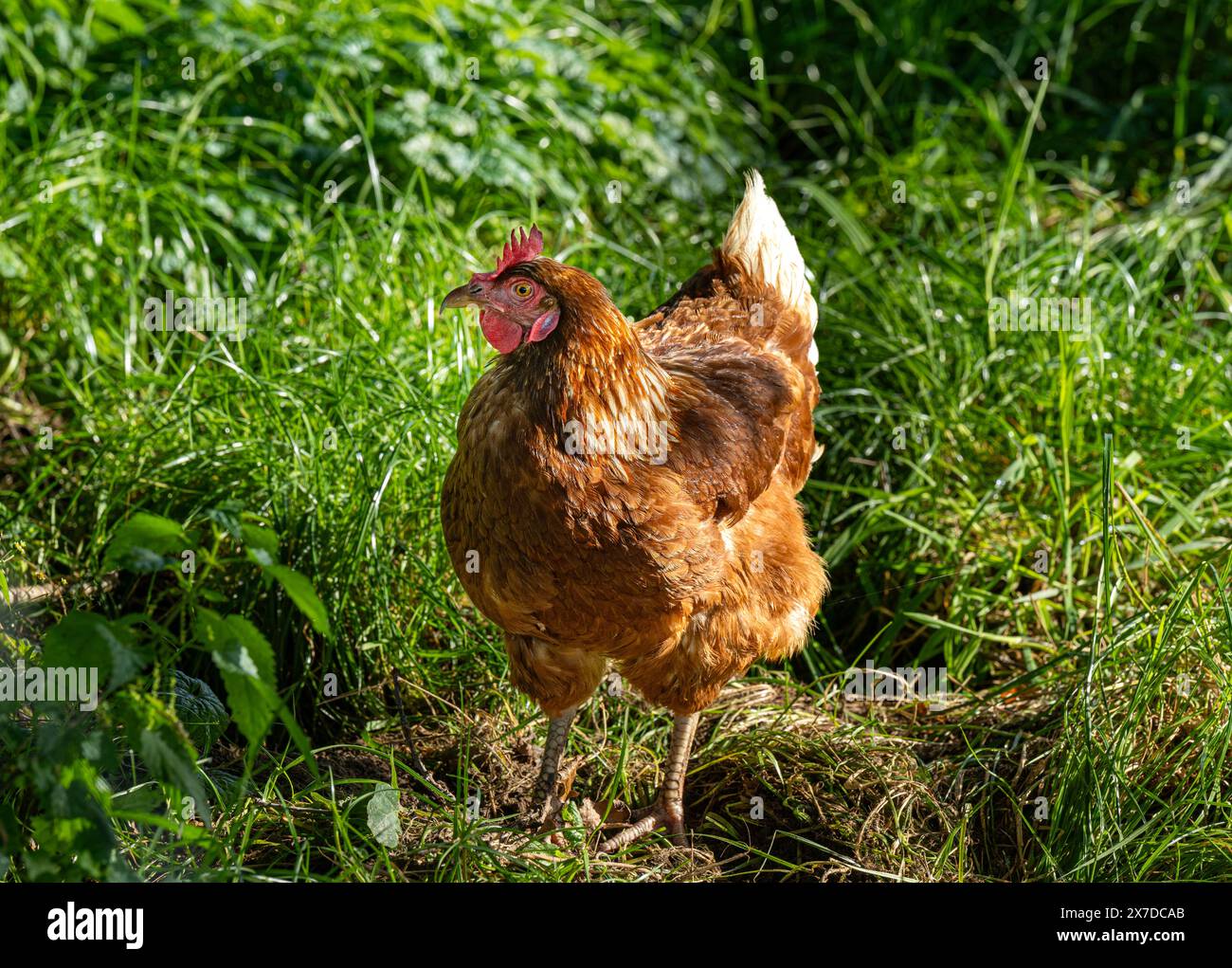 Chicken yard hi-res stock photography and images - Alamy