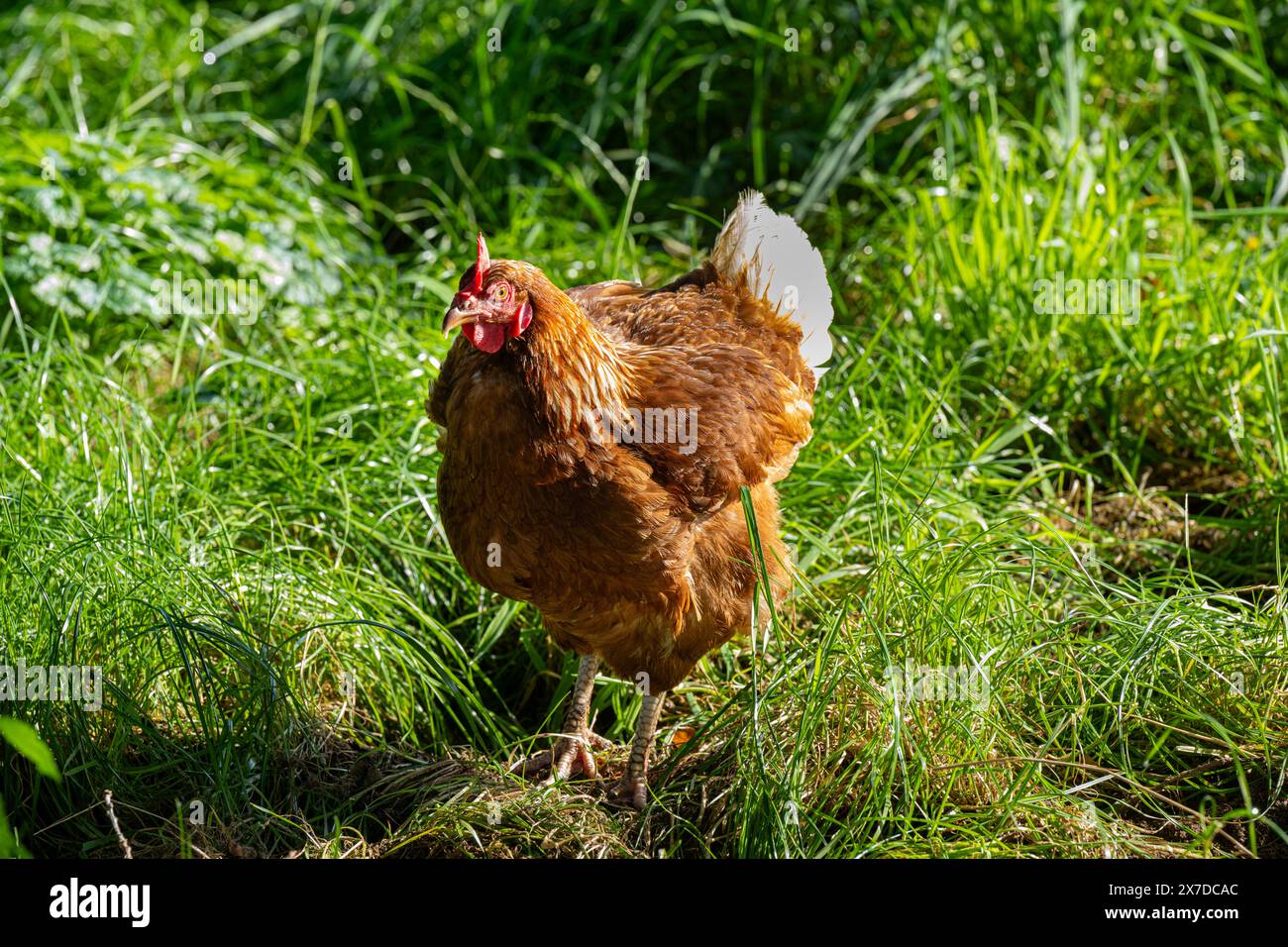 Free range organic chickens poultry in a country farm Rietberg, North ...