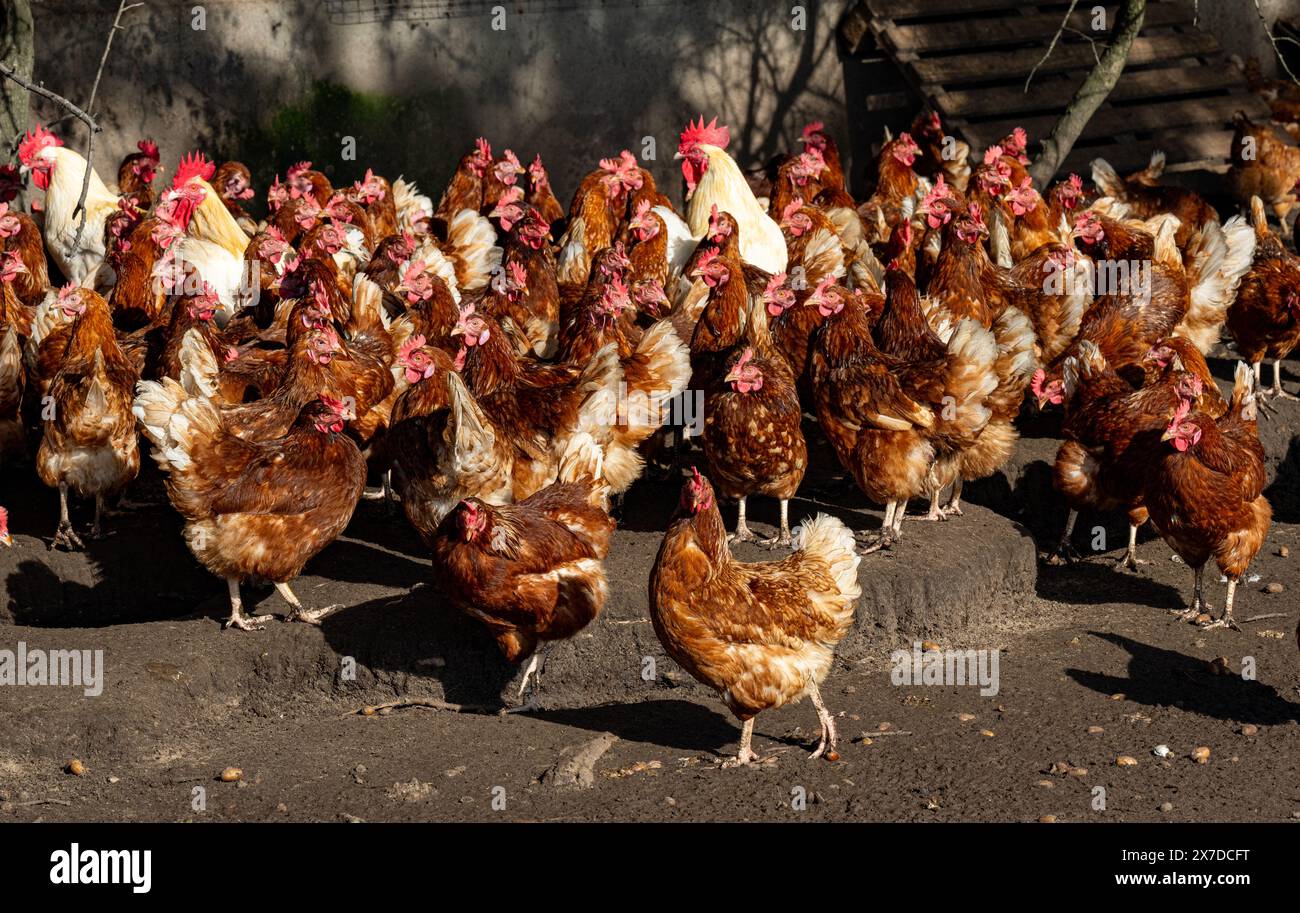 Free range organic chickens poultry in a country farm Rietberg, North ...