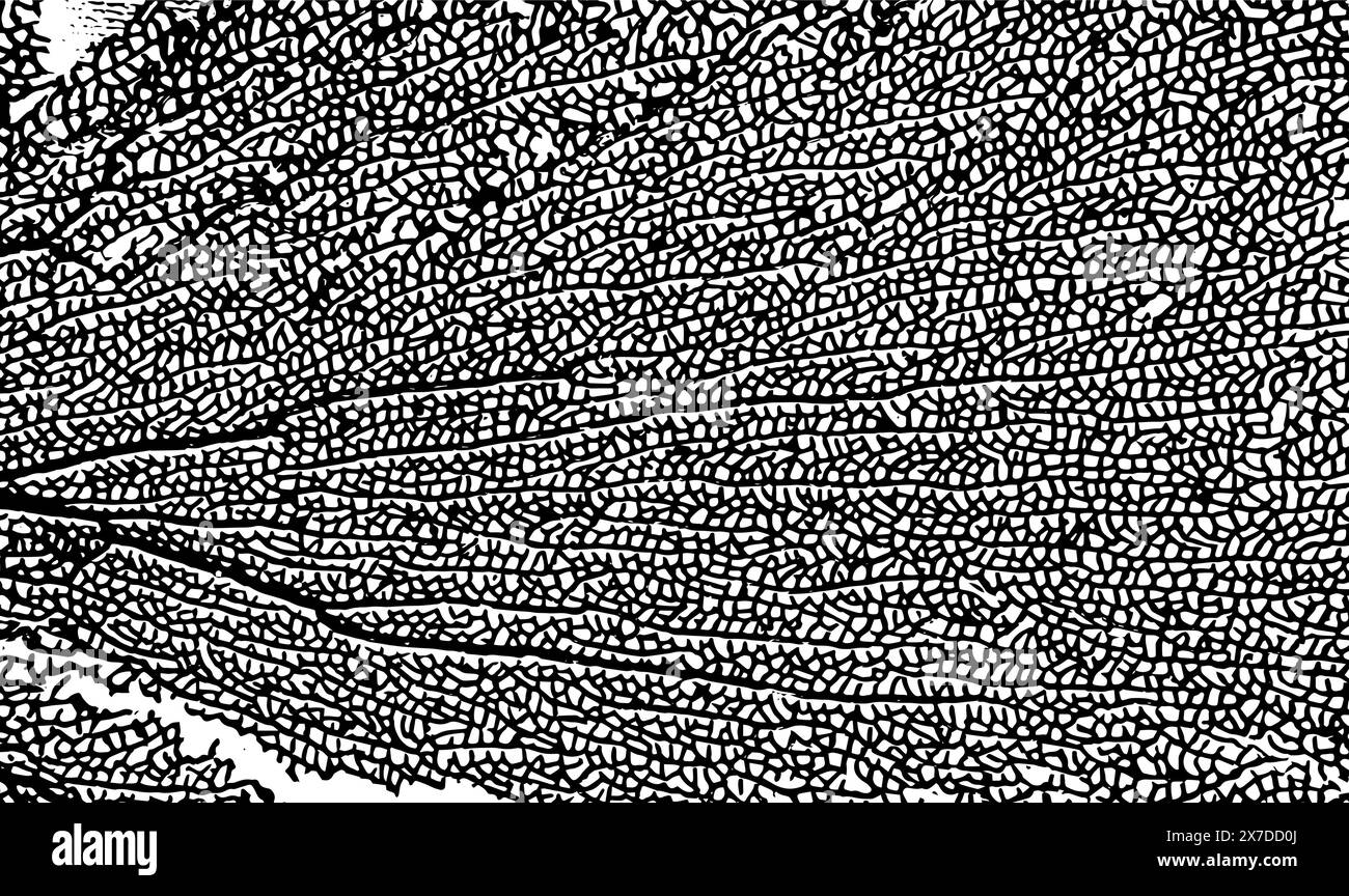 Skeleton leaf background. Not AI. Vector illustration Stock Vector ...