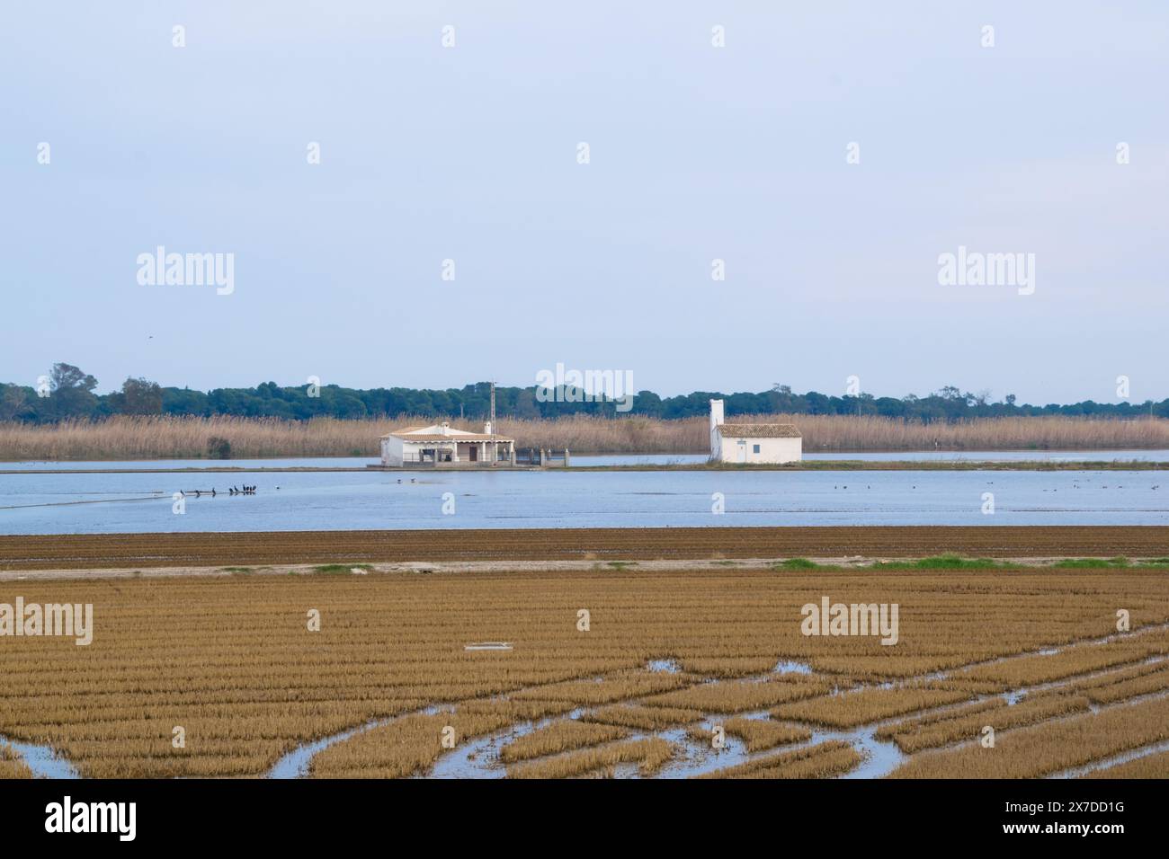 Rice fields in the albufera. Valencia - Spain Stock Photo - Alamy