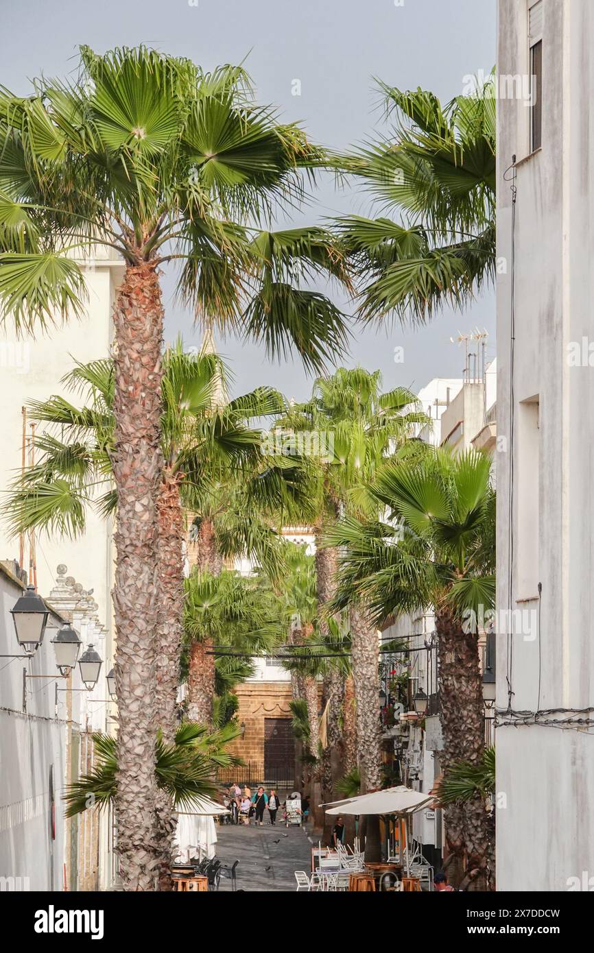 Calle Virgen De La Palma a palm tree lined pedestrian street known for ...