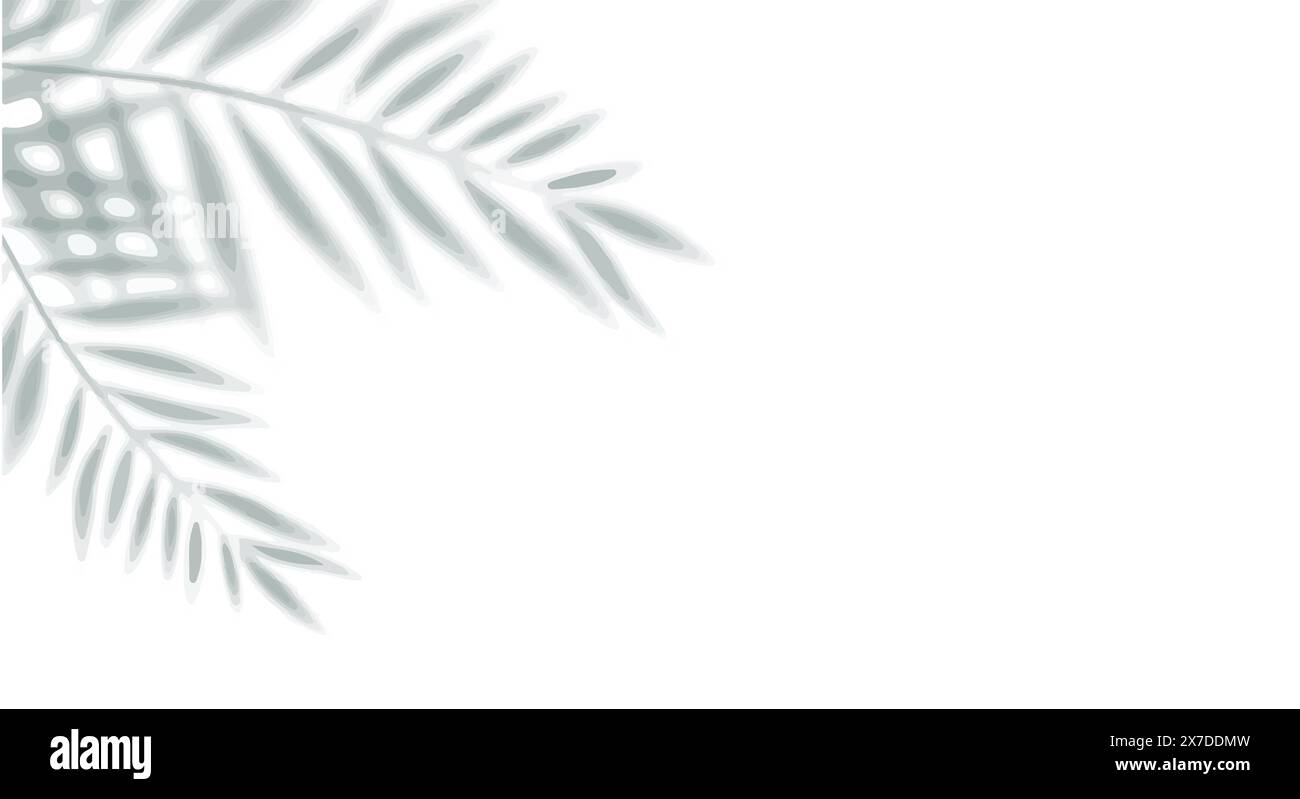 Palm Leaves Shadow Isolated On A White Background Stock Vector Image ...