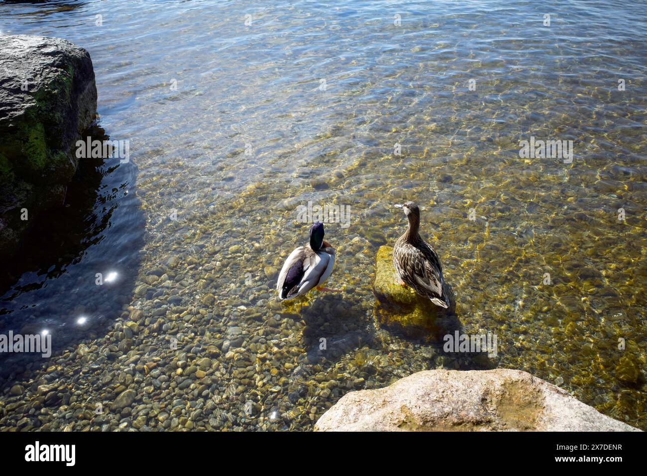 Two ducks in the water Stock Photo - Alamy