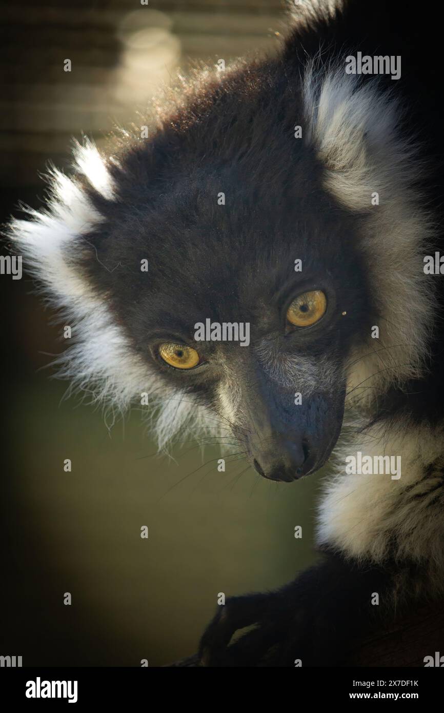 The portrait of a black and white Vari Lemur madagascar animal Stock ...