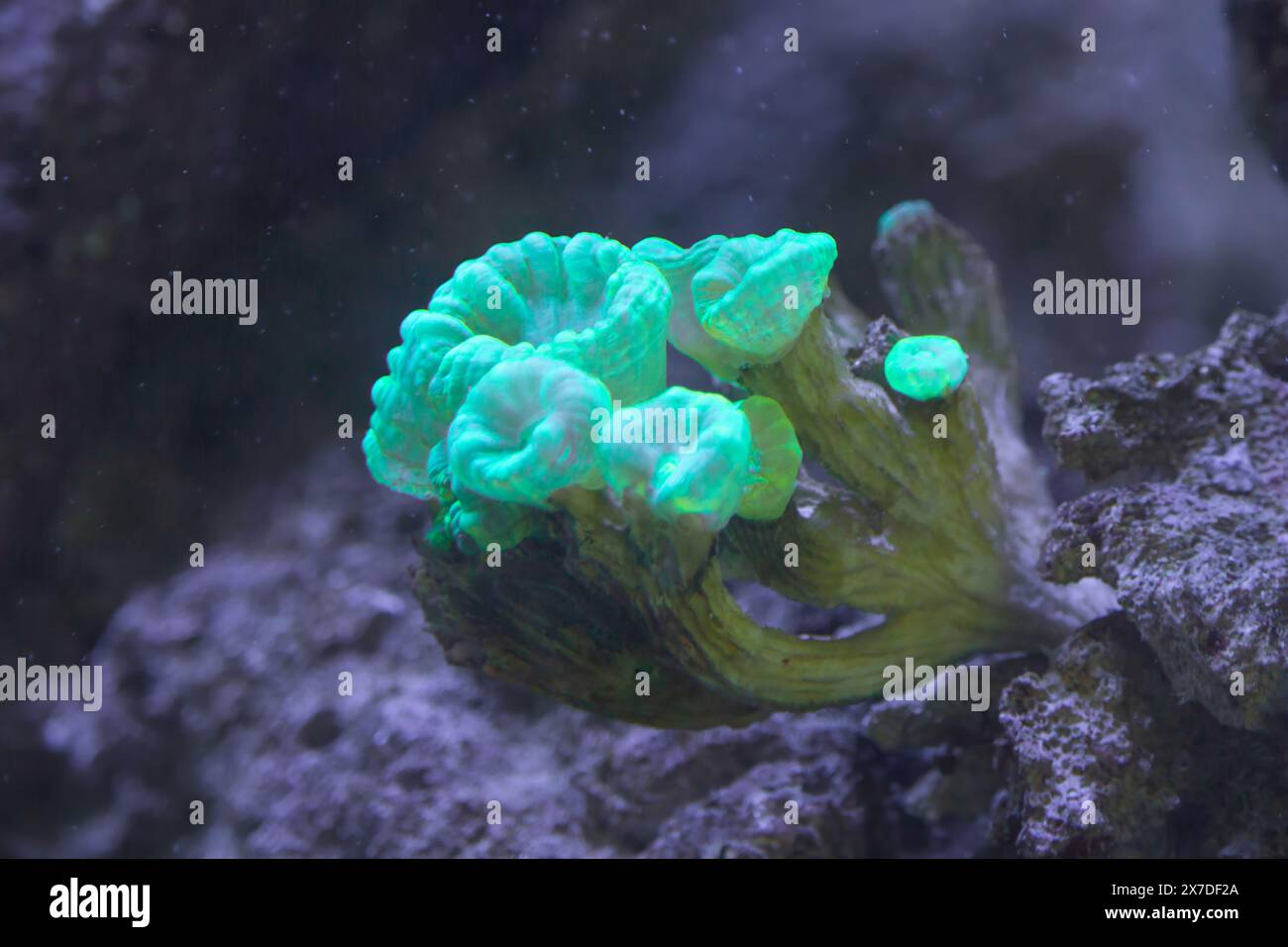 Purple tube sponges on a tropical coral reef Stock Photo - Alamy