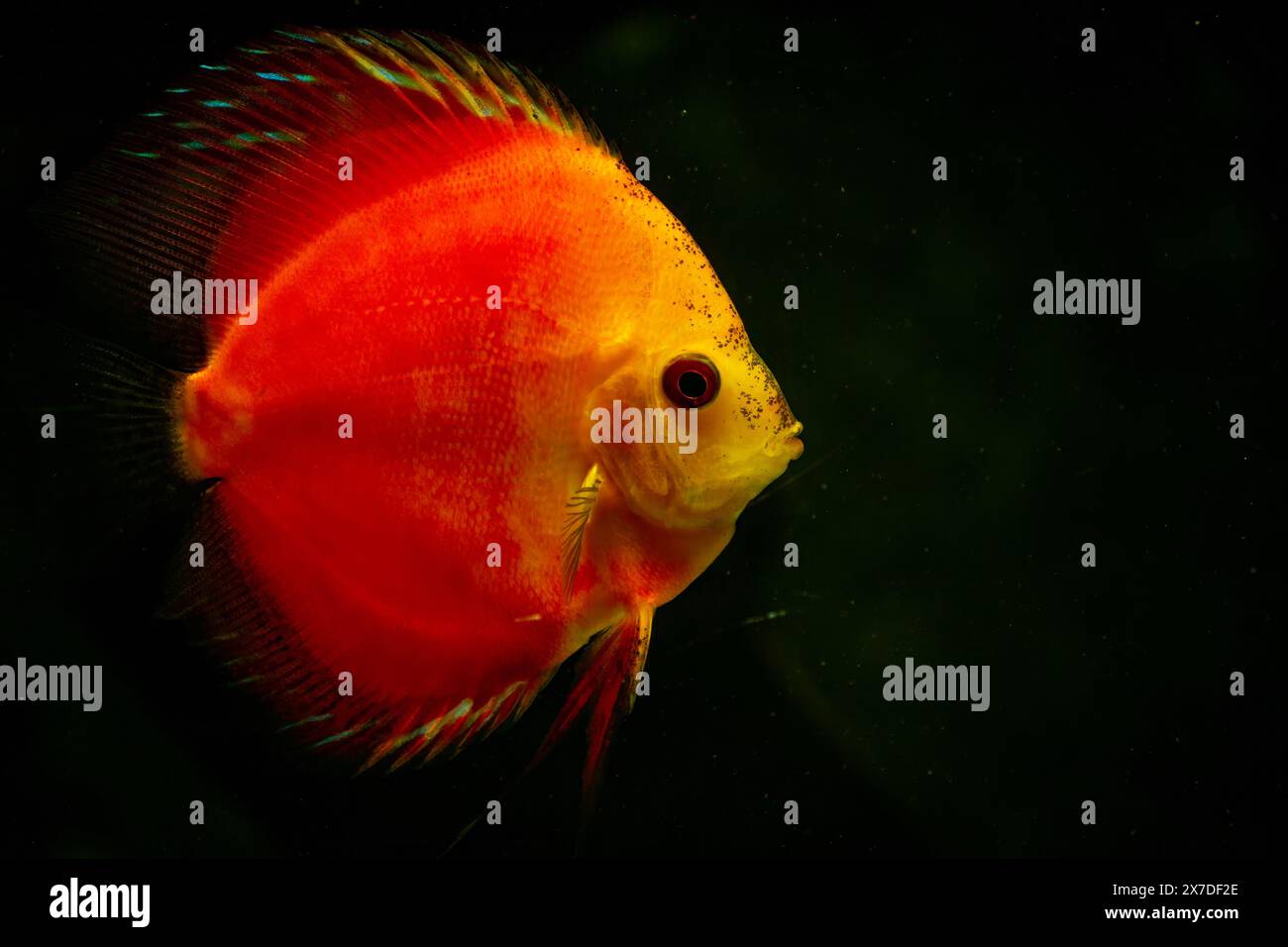 orange discus fish in aquarium: beautiful fish Stock Photo - Alamy