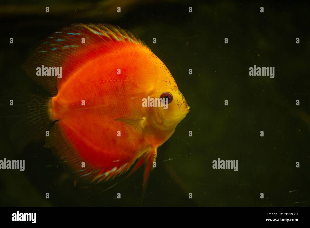 orange discus fish in aquarium: beautiful fish Stock Photo - Alamy