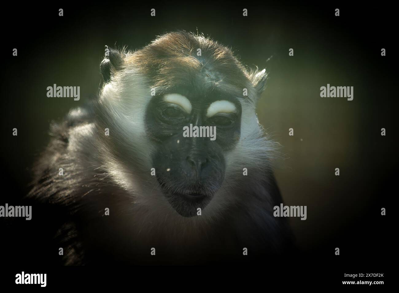 Collared Mangabey Monkey at Zoo sad monkey Stock Photo - Alamy